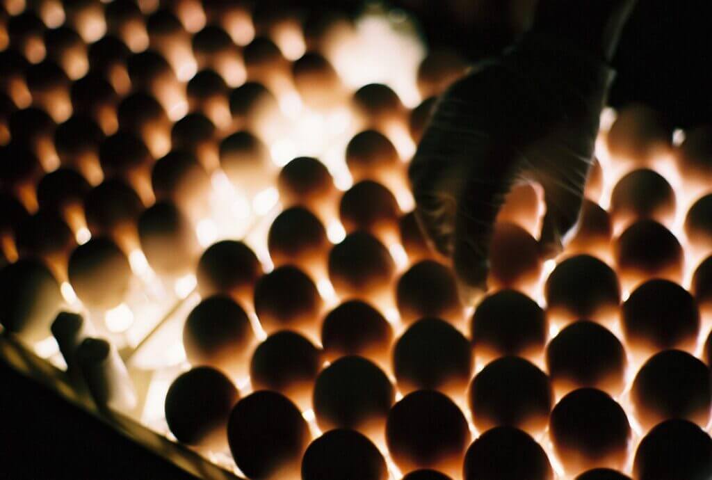 Food Safety – SV Foods